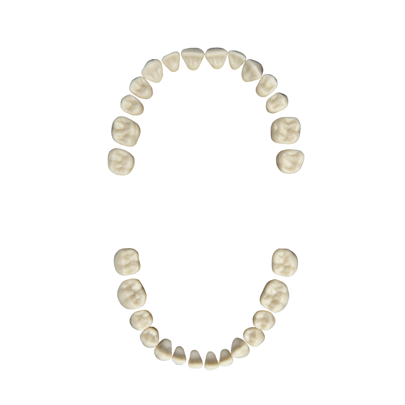 Frasaco Teeth AG-3 Z28